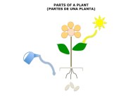 Plant Diagram No Labels Spanish4Kiddos Tutoring Services